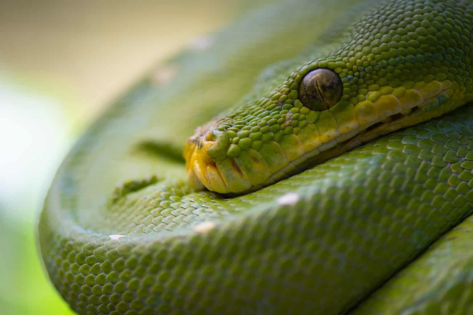 Will I See Snakes in Phuket: Rare Encounters and Harmless Species ...